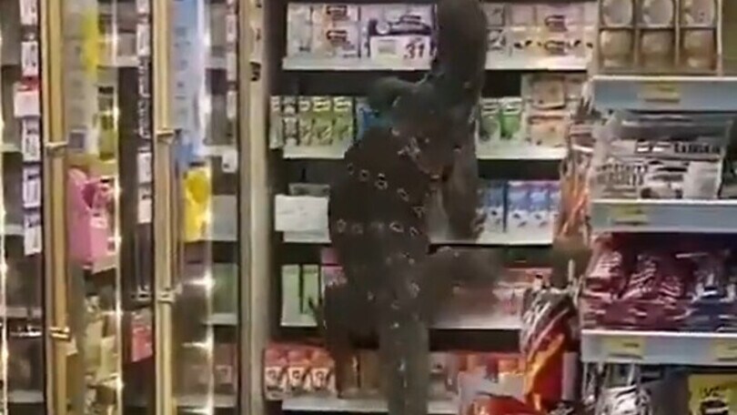 Il lucertolone lungo due metri crea il panico in un supermercato