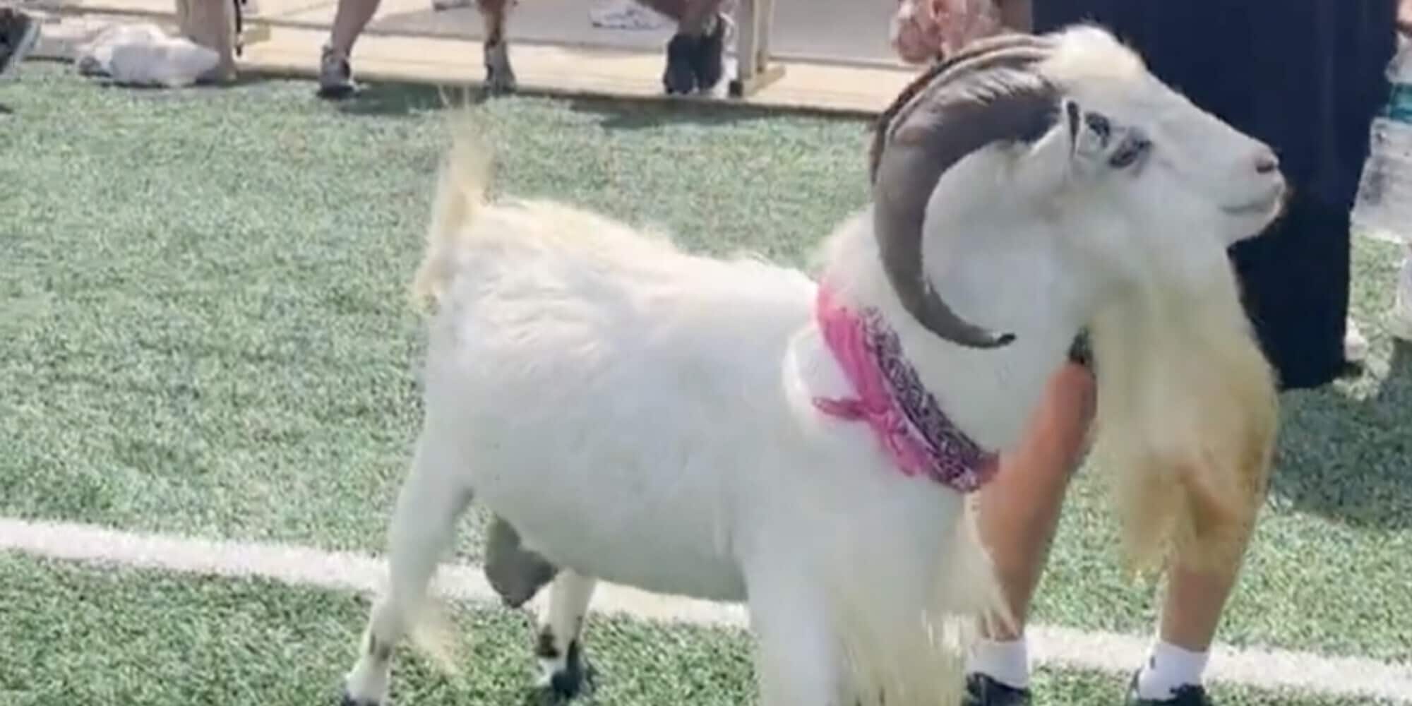 Messi "goat" per davvero: una capra alla presentazione con l'Inter Miami