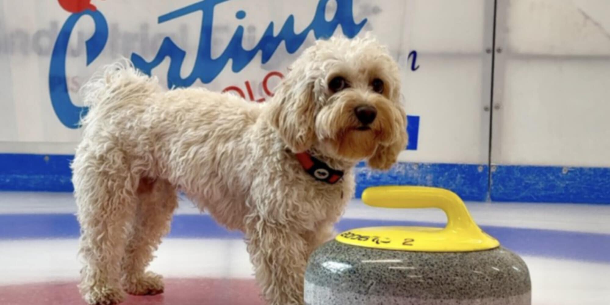 Chico a Milano-Cortina 2026: l'ambasciatore dei giochi è un cane