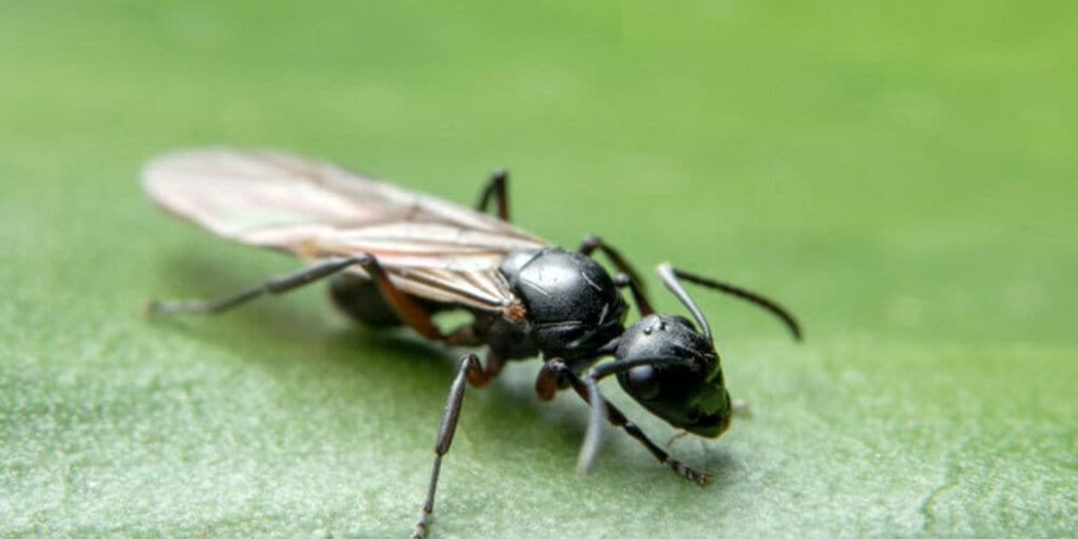 Inghilterra-Italia, incubo formiche volanti a Wembley