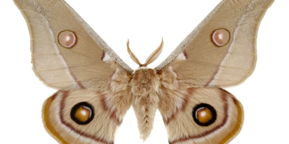 Perché in estate ci sono più falene e perché cercano sempre la luce